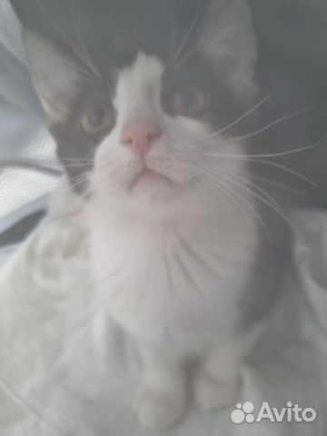 Котята в добрые руки бесплатно