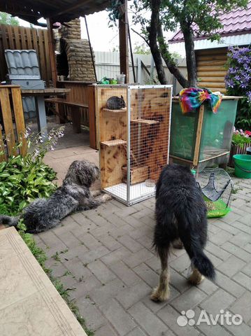 Шиншилы и клетка