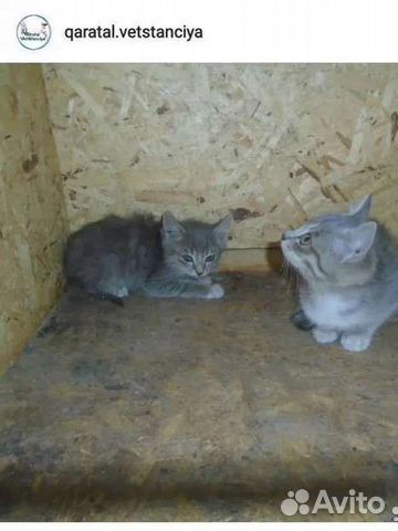 Котята-смертники в усыпалке