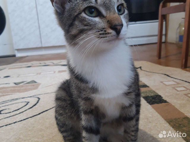 Кошка