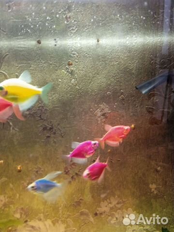 Аквариумные рыбки, тетра