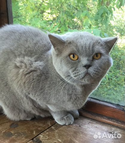 Британский лиловый котик в дар