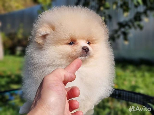 Щенки померанского шпица