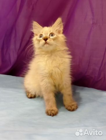 Тайские котята