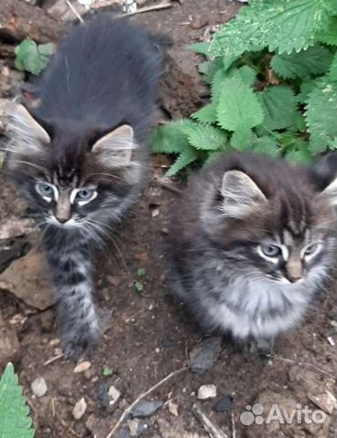 Котята ищут новый дом