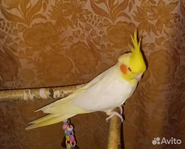 Корелла птенец мальчик