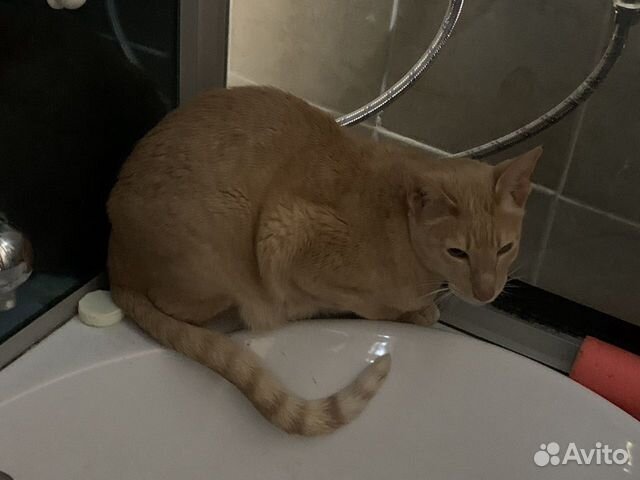 Отдам ориентального кота