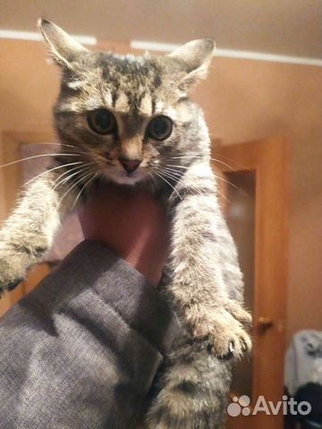 Котенок
