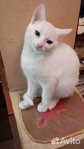 Милая белоснежная кошечка ждет своих хозяев