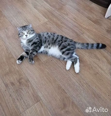 Вислоухий отдам