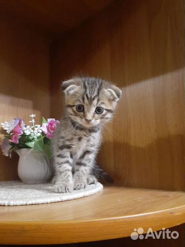 Шотландская вислоухая