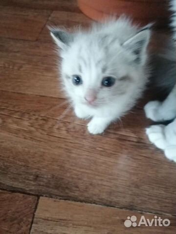 Котенок мальчик