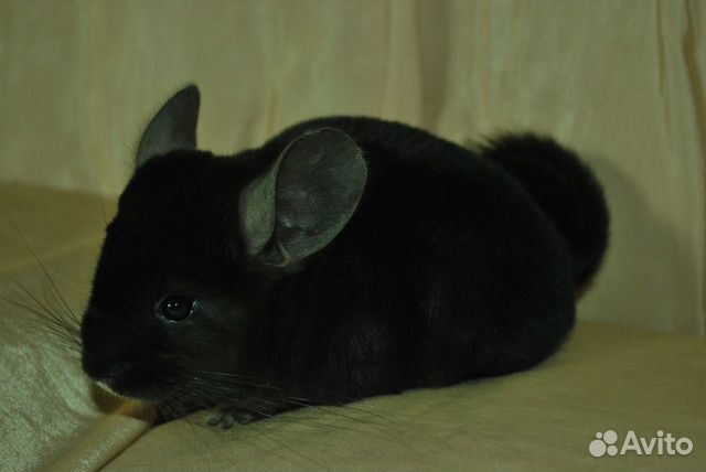 Шиншилла экстра темный эбони девочка 3.5 мес