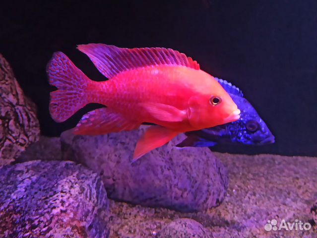 Цихлиды. Аулонакары Шоу-класса