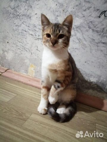 Котёнока(девочку) Полли отдаём в любящие руки
