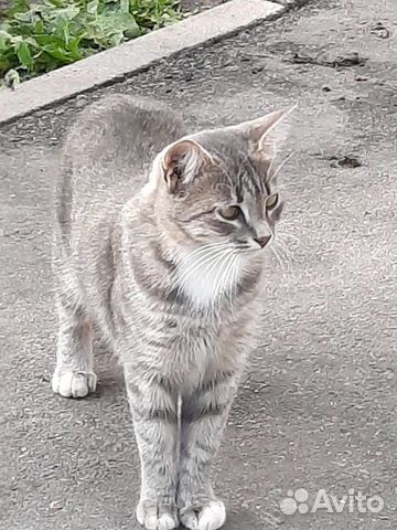 Котенок серенький с полосками в добрые руки