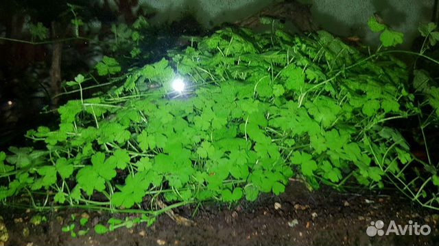 Гидрокотила трипартита