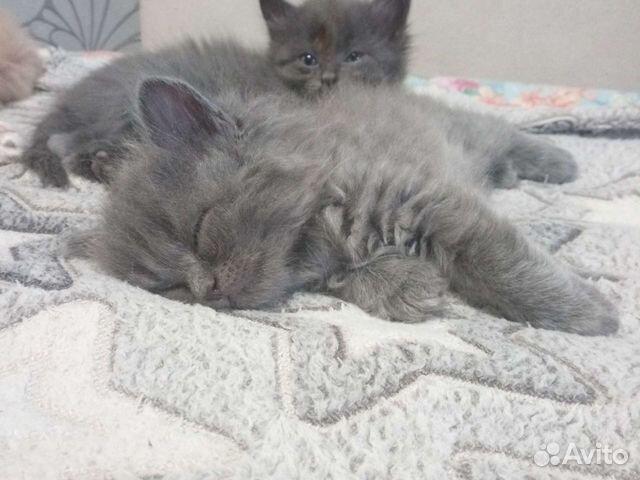 Котята отдам даром кушают сами в туалет на плёнку