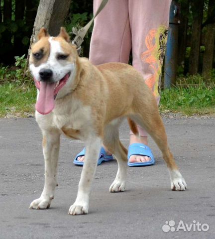 Собака в добрые руки