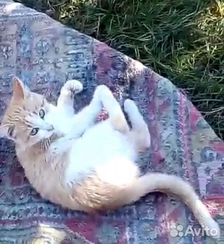 Котенок рыжик девочка примерно 4 месяца