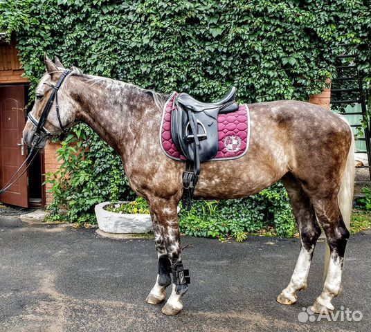 Лошадь на продажу
