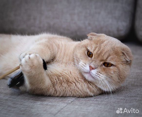 Шикарный щекастый котик Рыж мщет дом