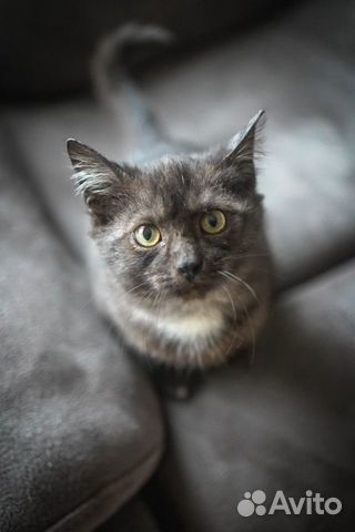 Котенок-спасеныш ищет дом