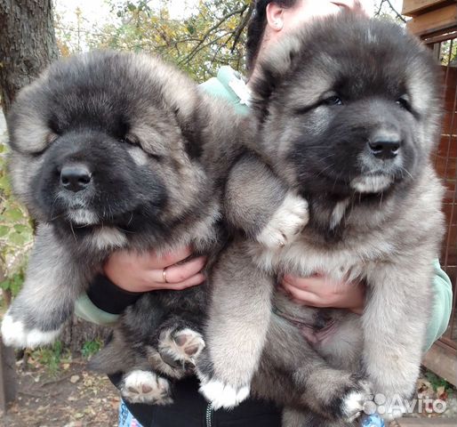 Кавказская овчарка