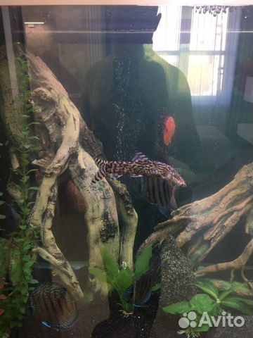 Боция шахматная 12-15 см