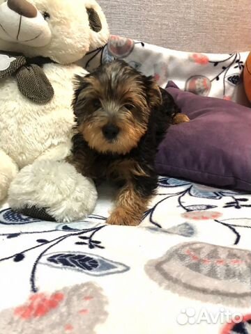 Йоркширский терьер