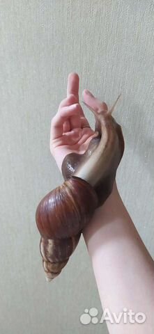 Улитки ахатины ретикулята