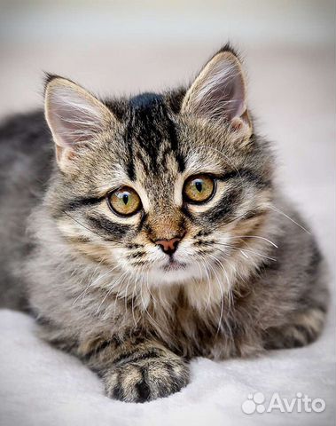 Котик 4 месяца Макс