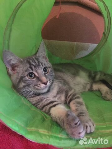 Котенок Сеня