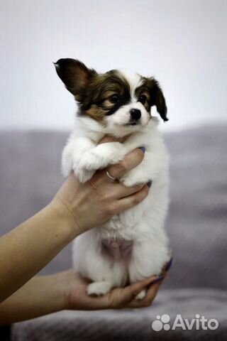 Папильон мальчик