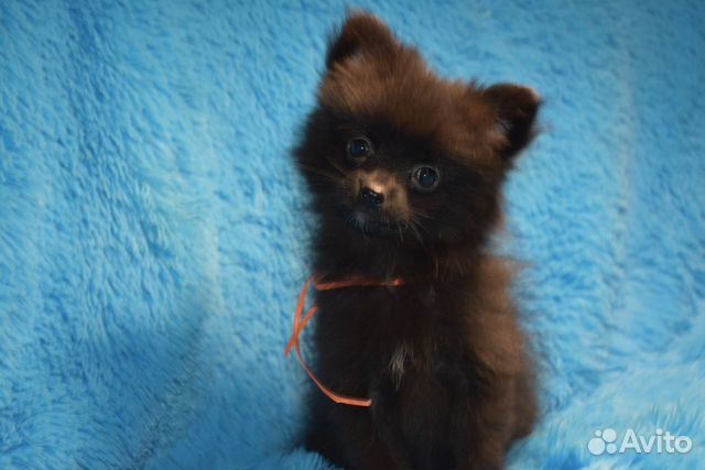 Шпиц - девочка с голубым геном