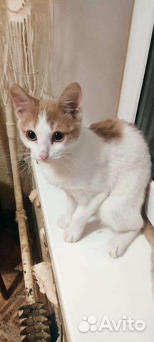 Кошка в дар
