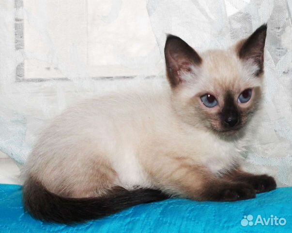 Священный Бирма