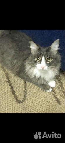 Котик метис сибирских пород