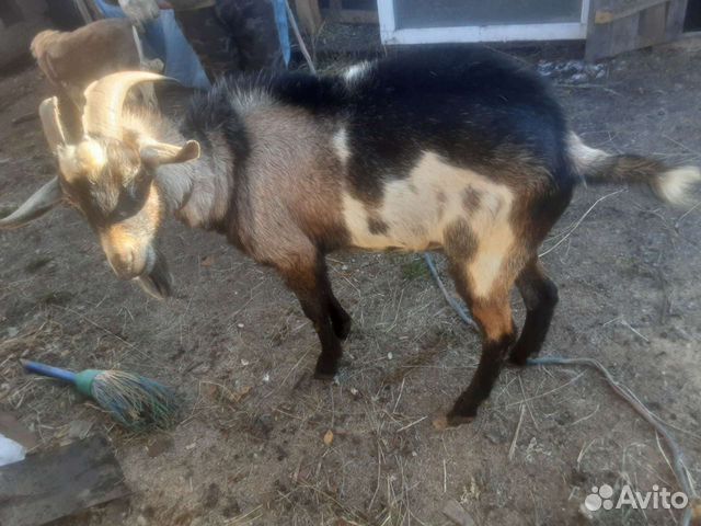 Англо нубийские козы