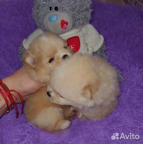 Микро очень пушистые мишки малыши померанского шпи