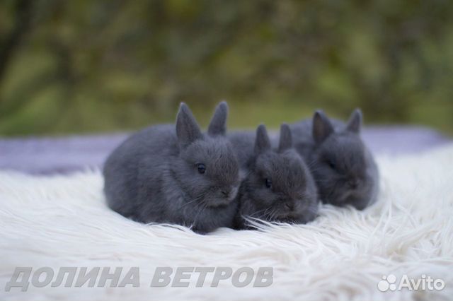 Миниатюрные карликовые крольчата