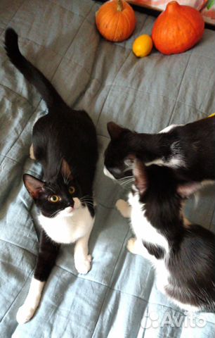 Котенок