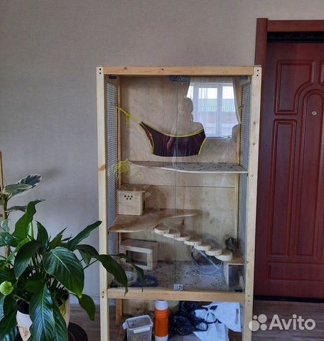 Белочки Дегу