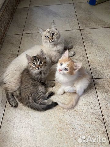 Котята балинез