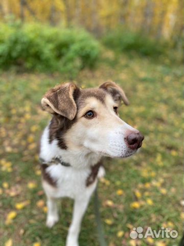 Замечательная ласковая добрая нежная собачка ищет