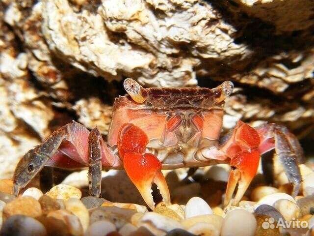 Краб мангровый