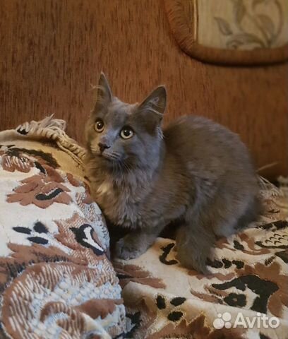 Кошка подросток бесплатно