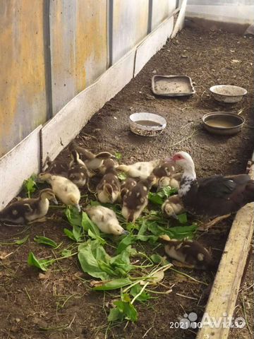 Мускусные утки