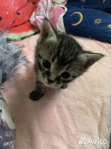 Котенок девочка