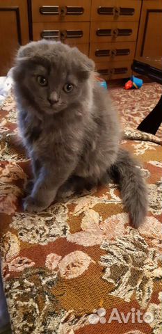 Шотландская вислоухая кошка